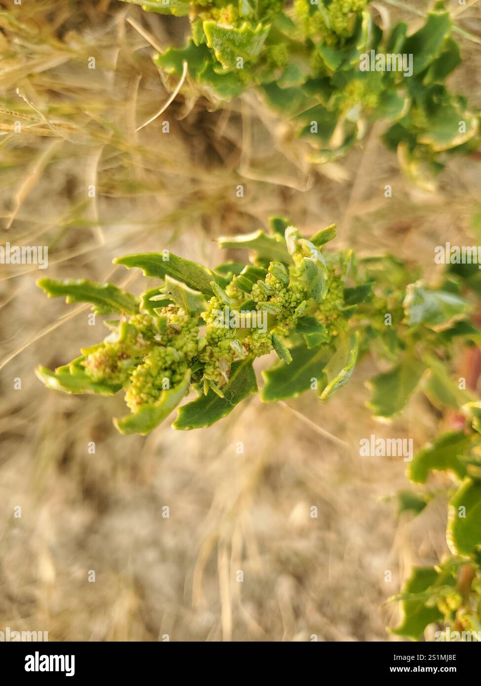 oak-leaved goosefoot (Oxybasis glauca Stock Photo - Alamy