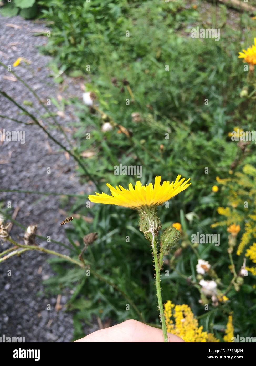 glandular field sowthistle (Sonchus arvensis arvensis Stock Photo - Alamy