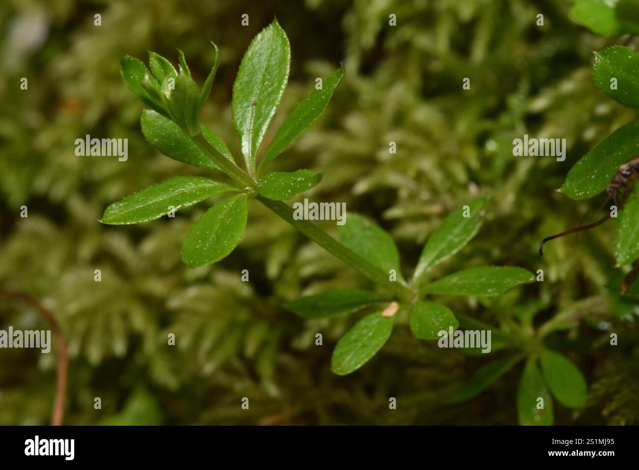 fragrant bedstraw (Galium triflorum Stock Photo - Alamy
