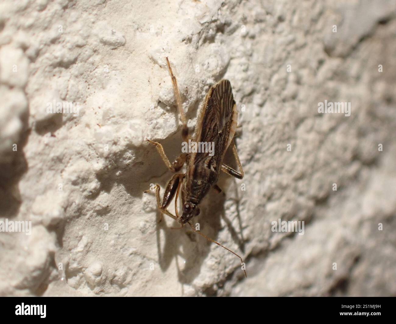 Grey Damsel Bug (Himacerus major Stock Photo - Alamy