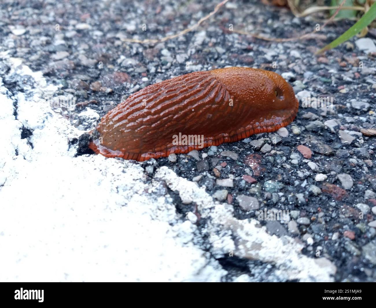 Spanish Slug (Arion vulgaris Stock Photo - Alamy