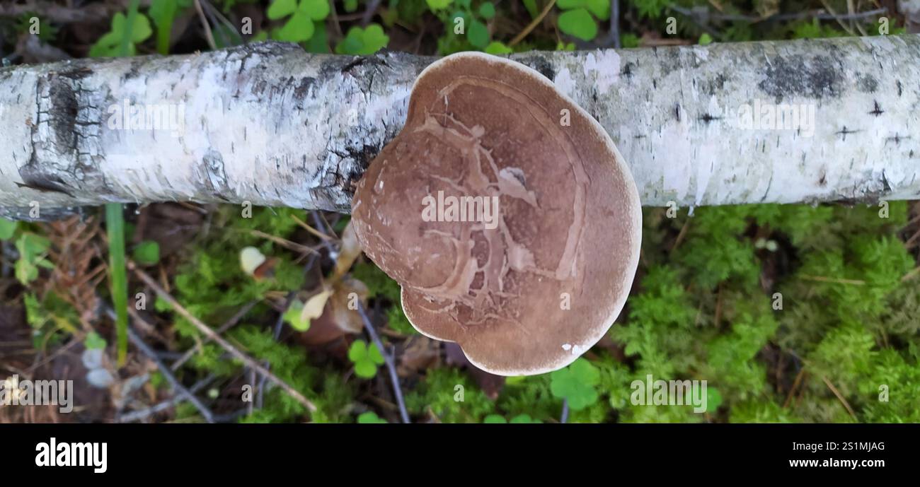 birch polypore (Fomitopsis betulina Stock Photo - Alamy