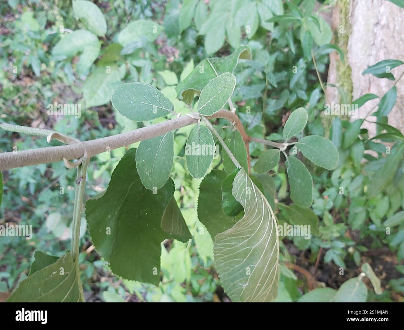 Wayfaring-tree (Viburnum lantana Stock Photo - Alamy