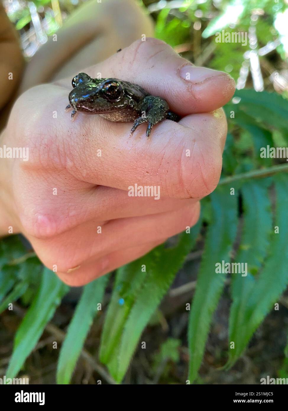 Coastal Tailed Frog (Ascaphus truei Stock Photo - Alamy