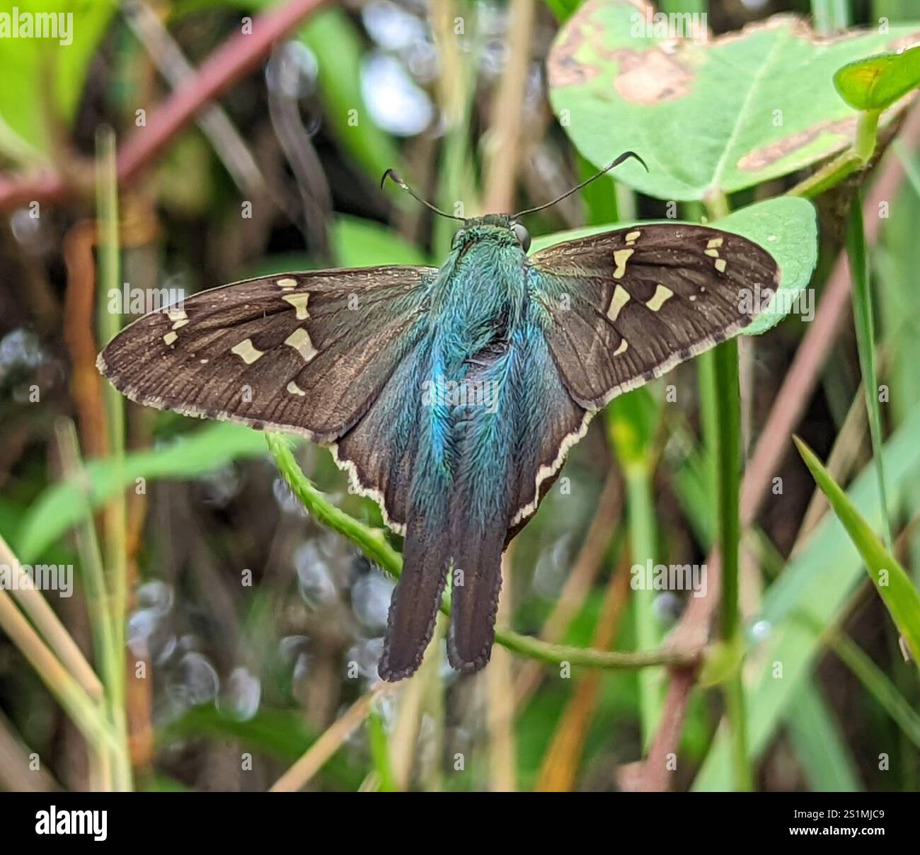 Long-tailed Skipper (Urbanus proteus Stock Photo - Alamy