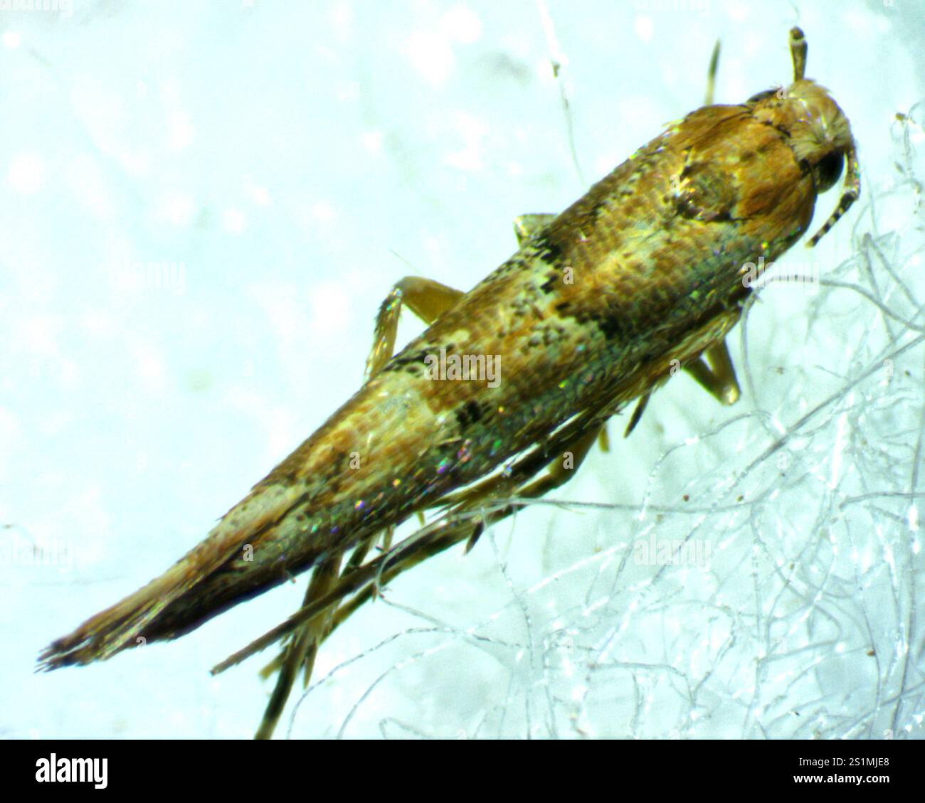 Pink Scavenger Caterpillar Moth (Anatrachyntis rileyi Stock Photo - Alamy