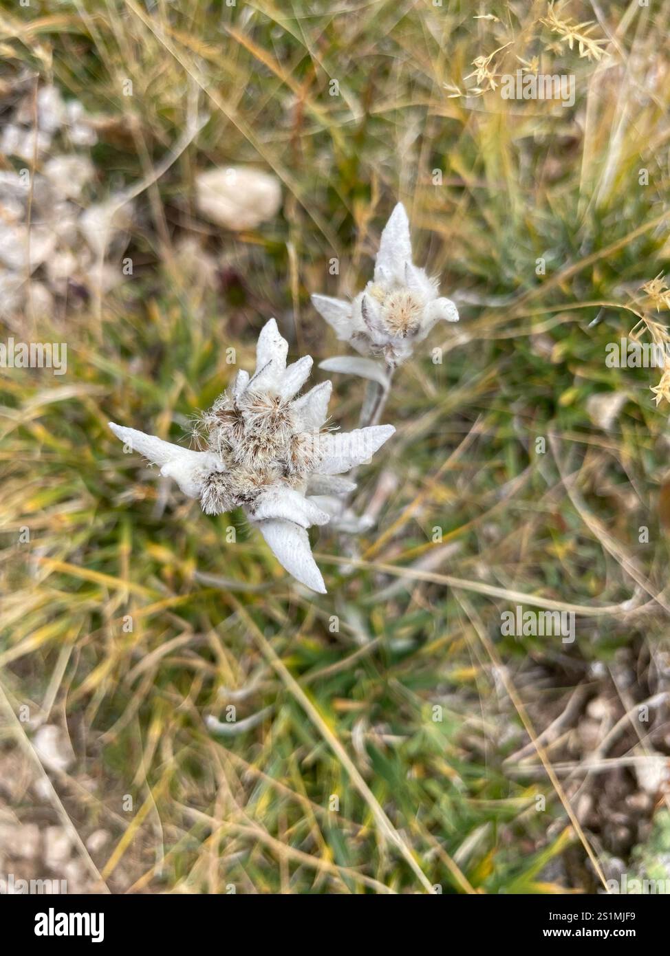 Alpine Edelweiss (Leontopodium nivale alpinum Stock Photo - Alamy