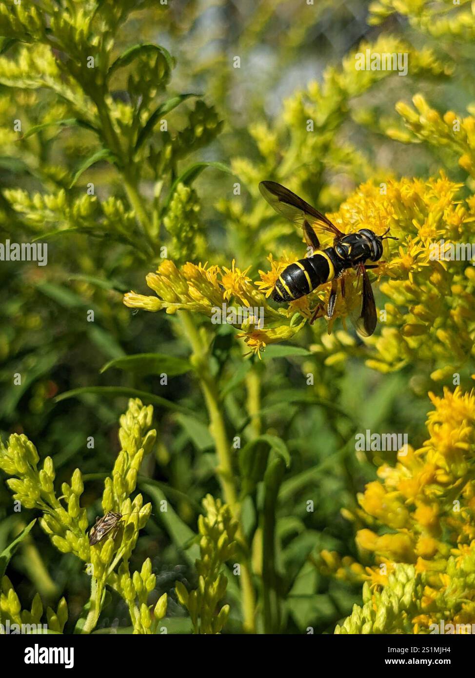 Four-lined Hornet Fly (Spilomyia sayi Stock Photo - Alamy