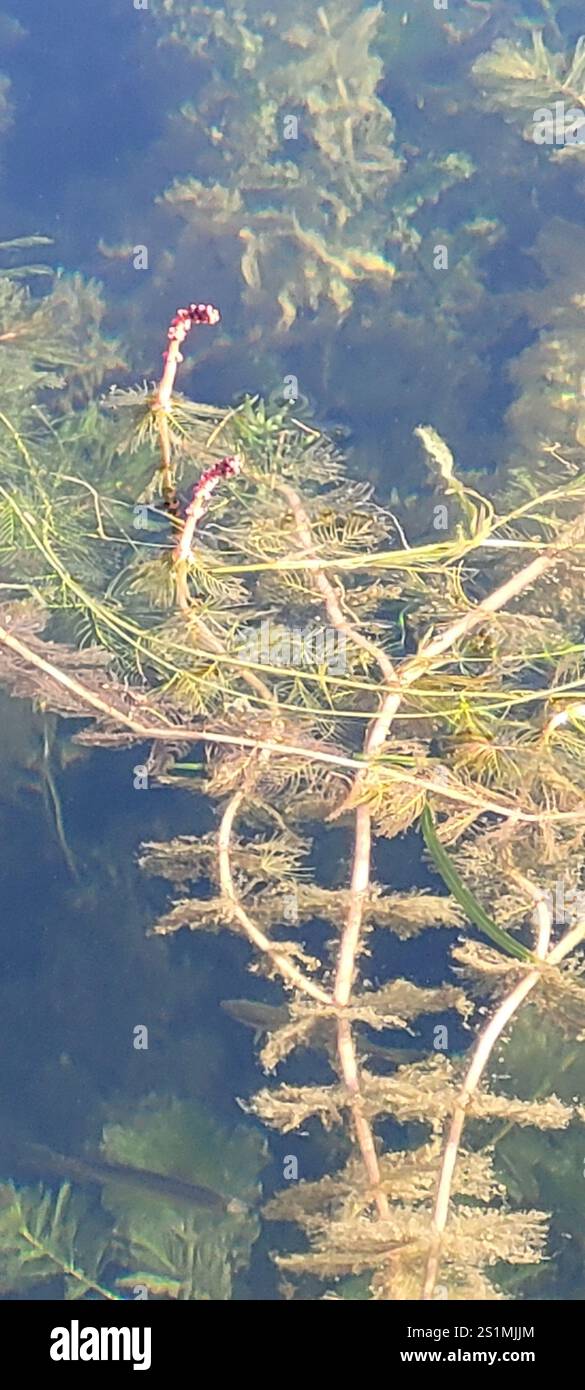 Eurasian water-milfoil (Myriophyllum spicatum Stock Photo - Alamy