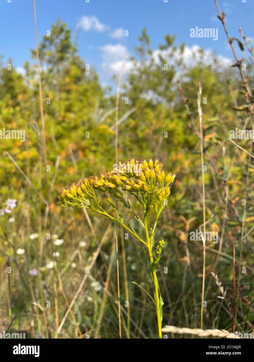 Solidago ohioensis hi-res stock photography and images - Alamy
