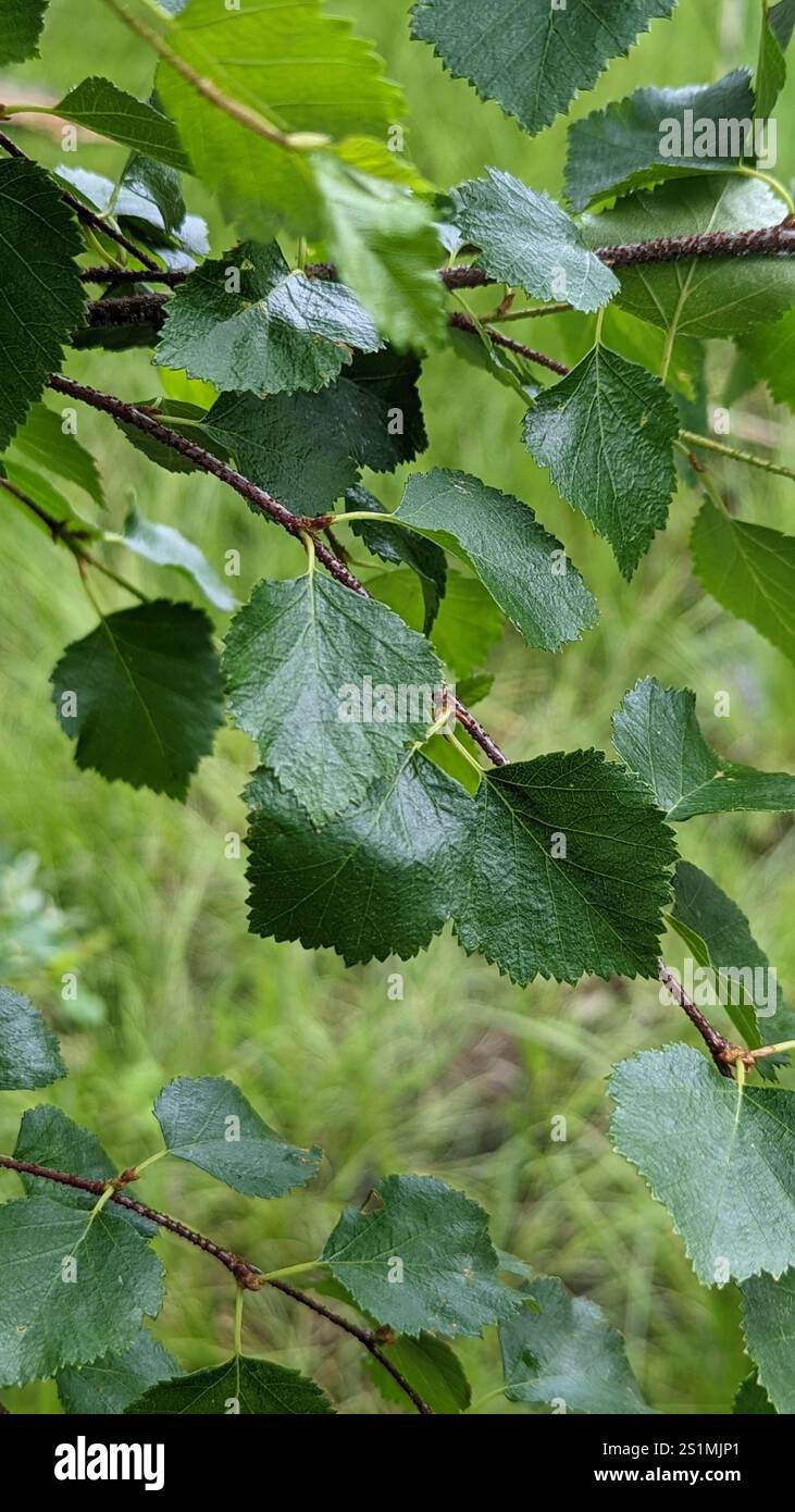 water birch (Betula occidentalis Stock Photo - Alamy