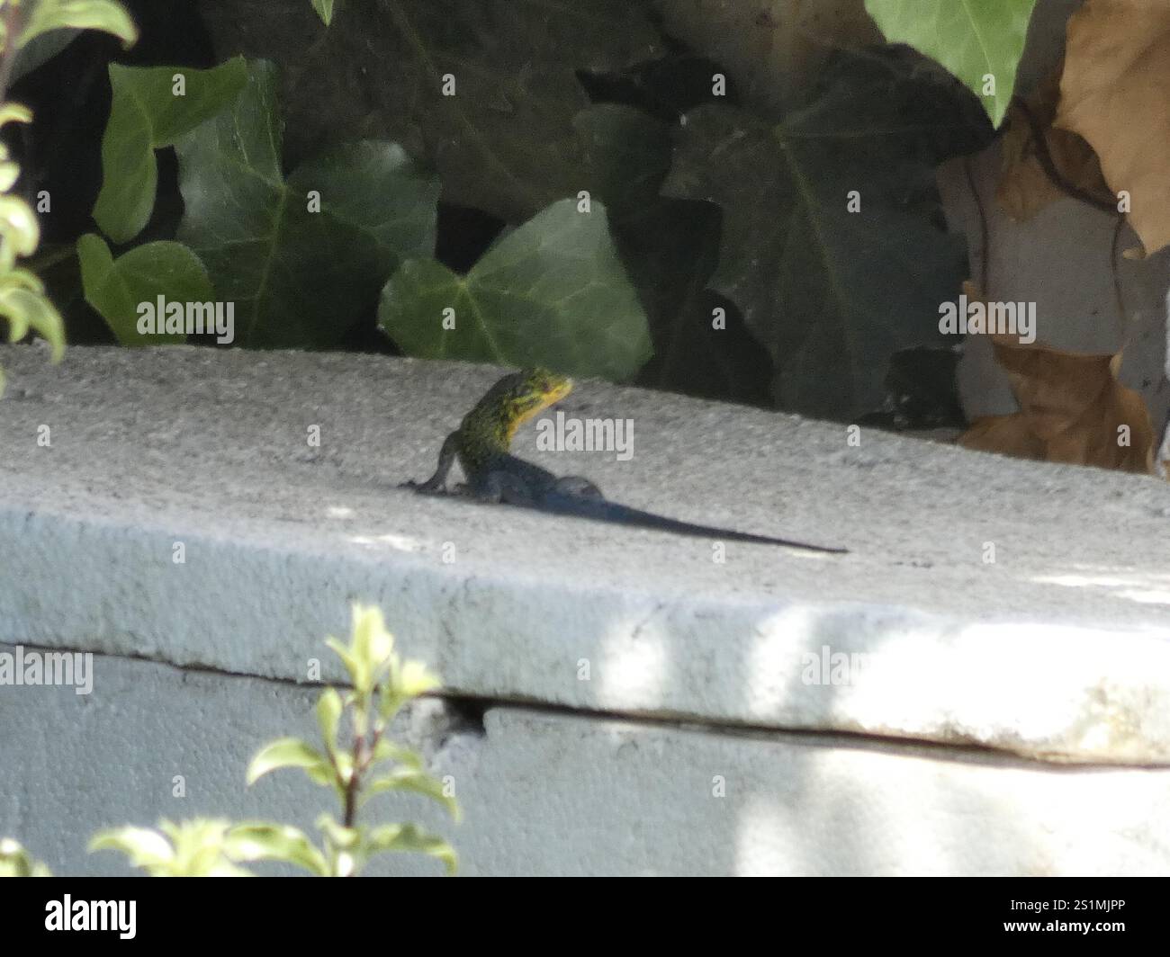 Blue-Green Smooth-throated Lizard (Liolaemus tenuis Stock Photo - Alamy