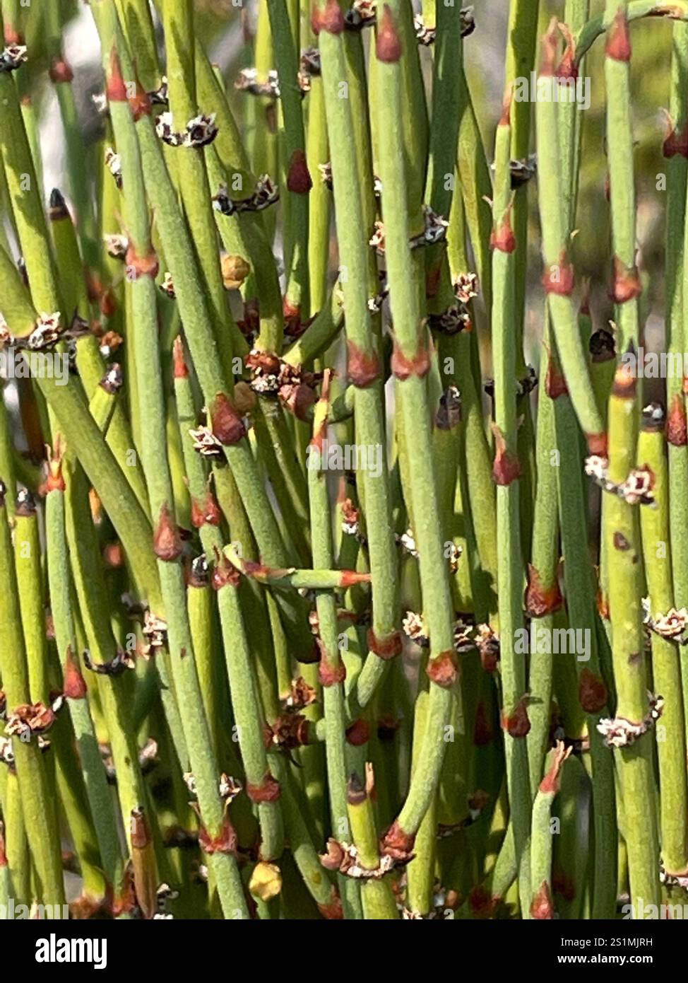 Green Ephedra (Ephedra viridis Stock Photo - Alamy