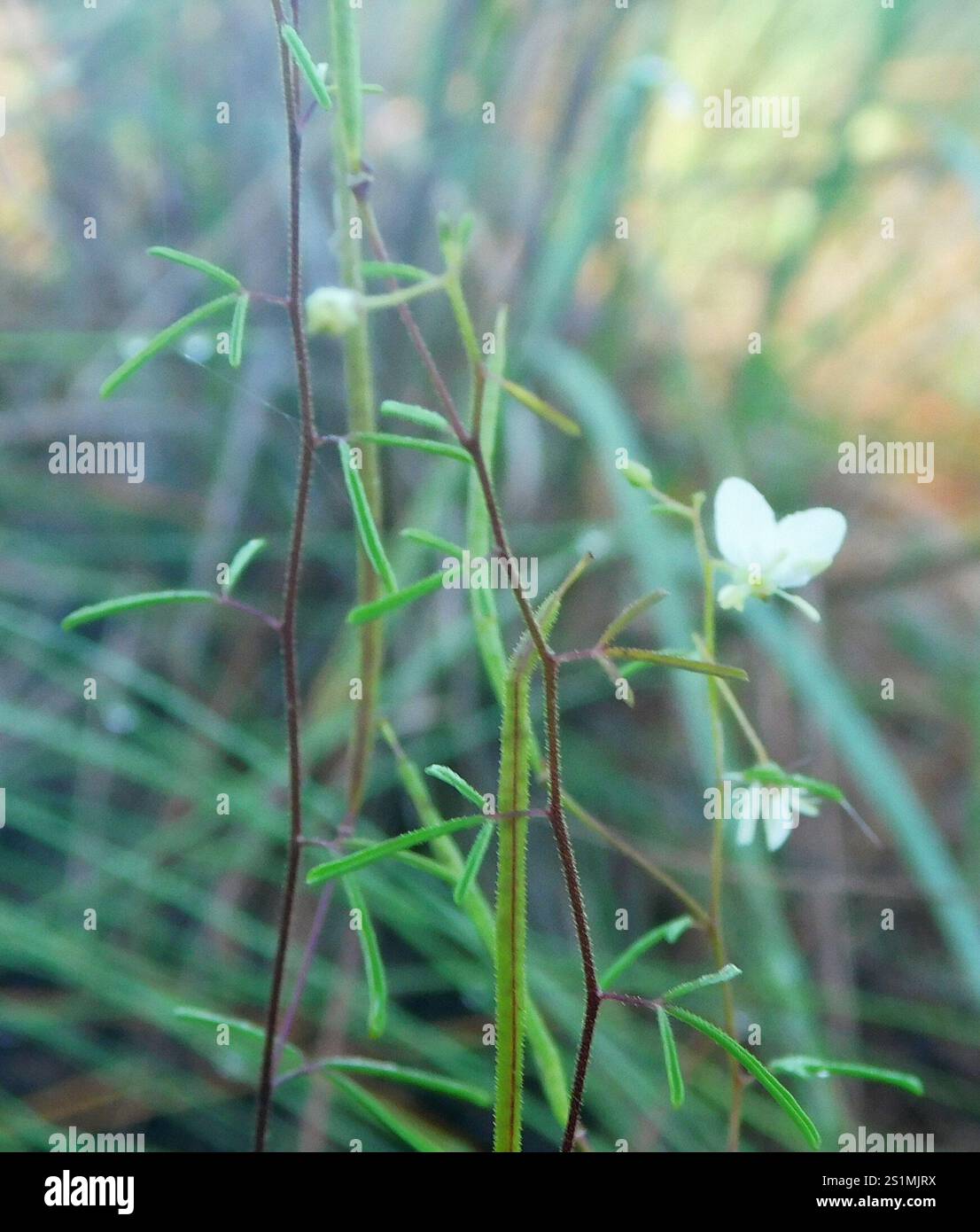 Slenderleaf Clammyweed (Polanisia tenuifolia Stock Photo - Alamy