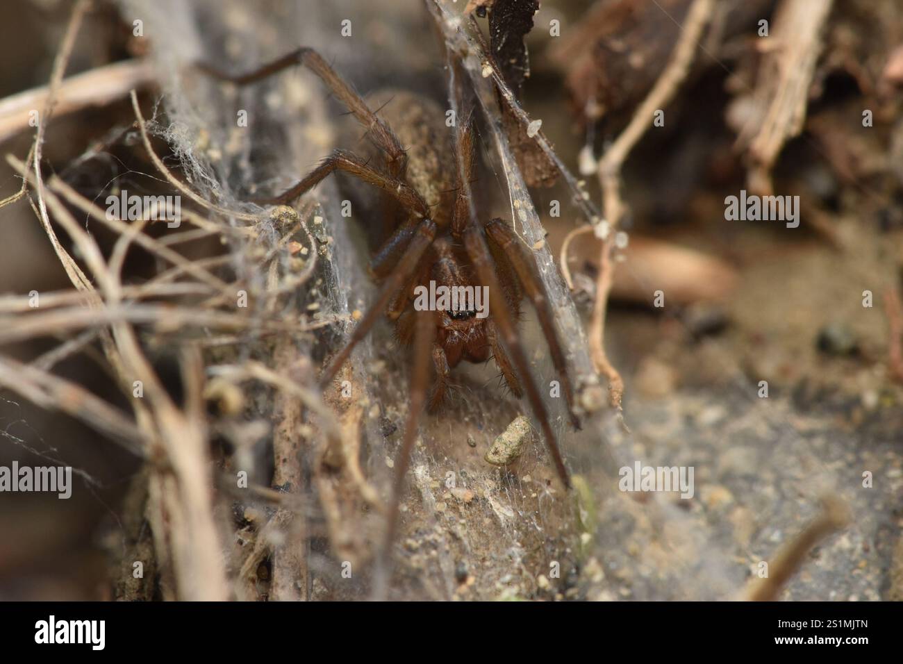 Hobo Spider (Eratigena agrestis Stock Photo - Alamy
