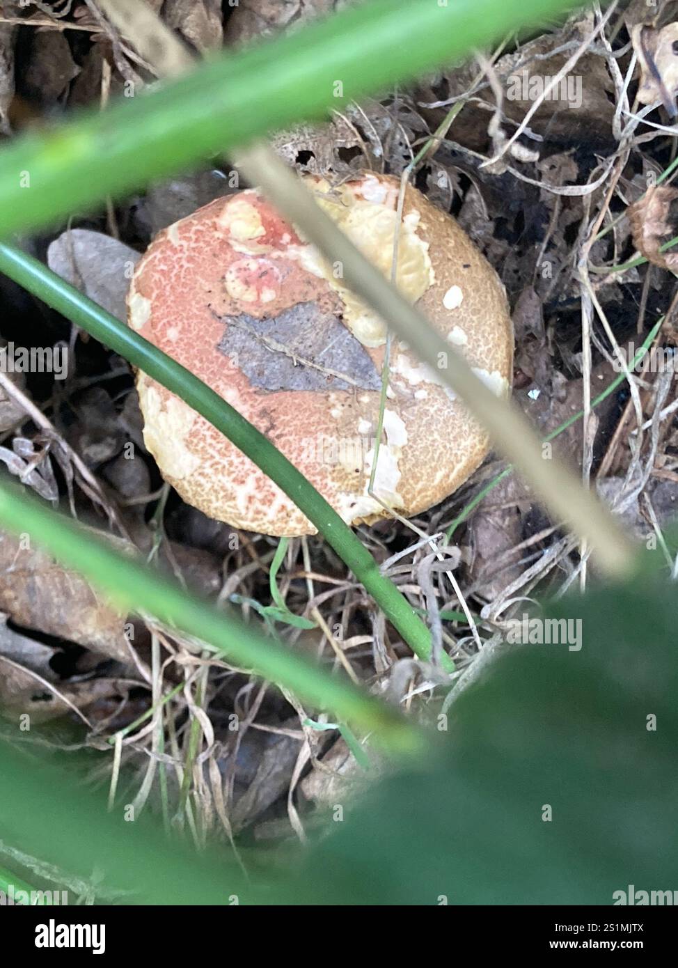 Red-cracking Bolete (Xerocomellus chrysenteron Stock Photo - Alamy