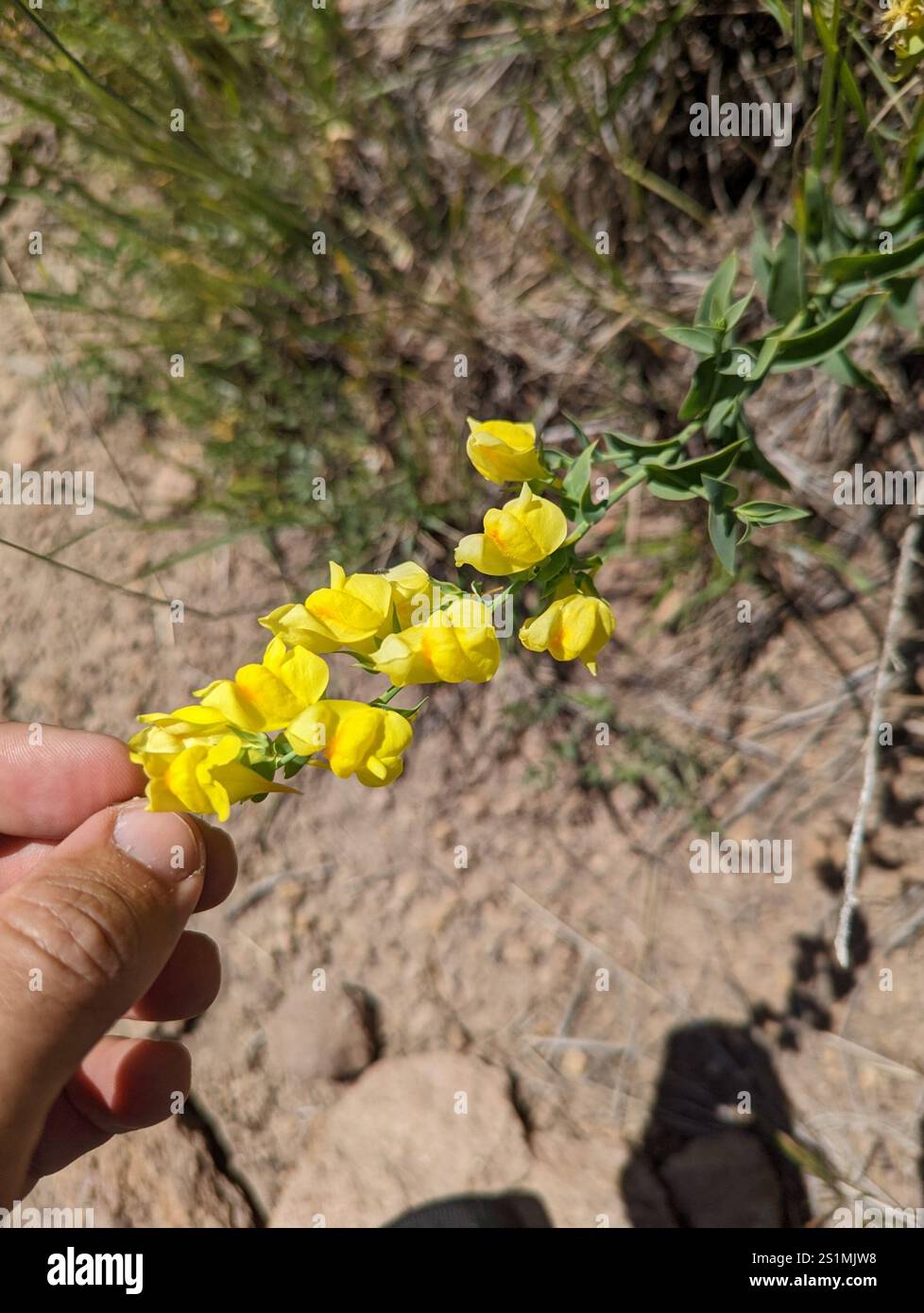 Balkan toadflax (Linaria dalmatica Stock Photo - Alamy