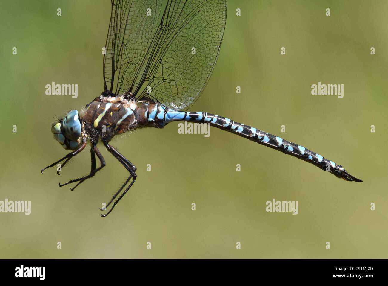 Variable Darner (Aeshna interrupta Stock Photo - Alamy