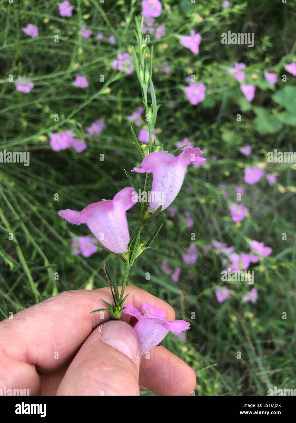 false foxgloves (Agalinis Stock Photo - Alamy