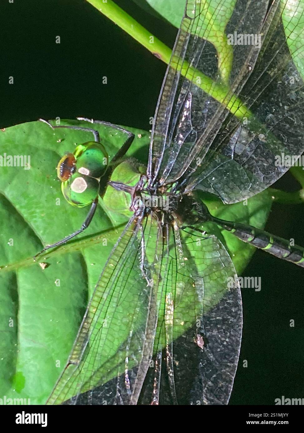 Double-spined Darners and Duskhawkers (Gynacantha Stock Photo - Alamy