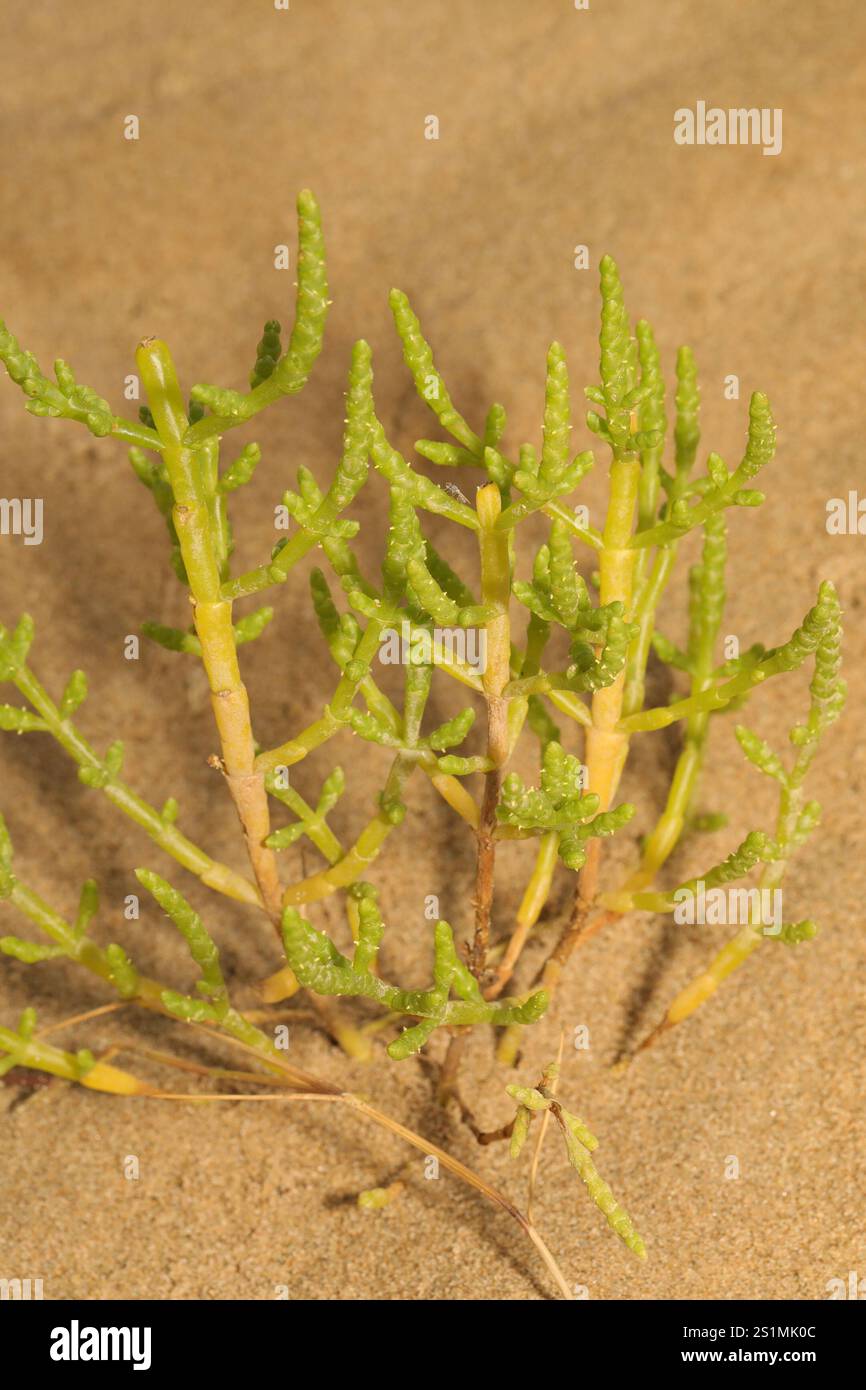 Common Glasswort (Salicornia europaea Stock Photo - Alamy