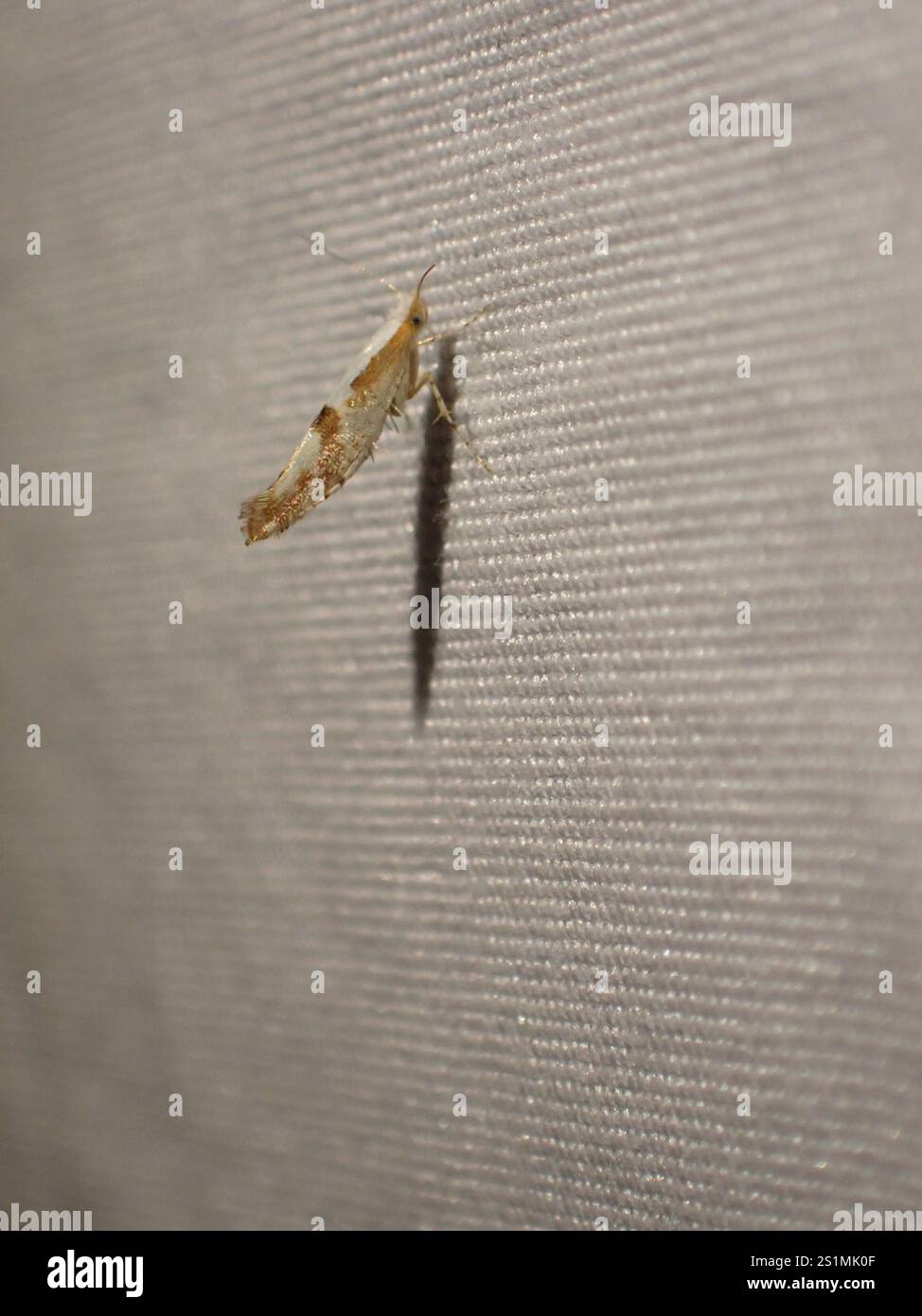 Cherry Fruit Moth (Argyresthia pruniella Stock Photo - Alamy