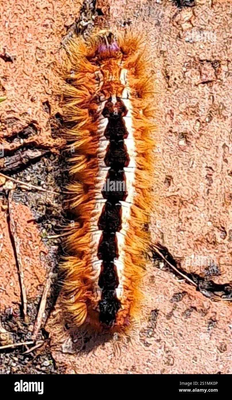 Cape Lappet (Eutricha capensis Stock Photo - Alamy