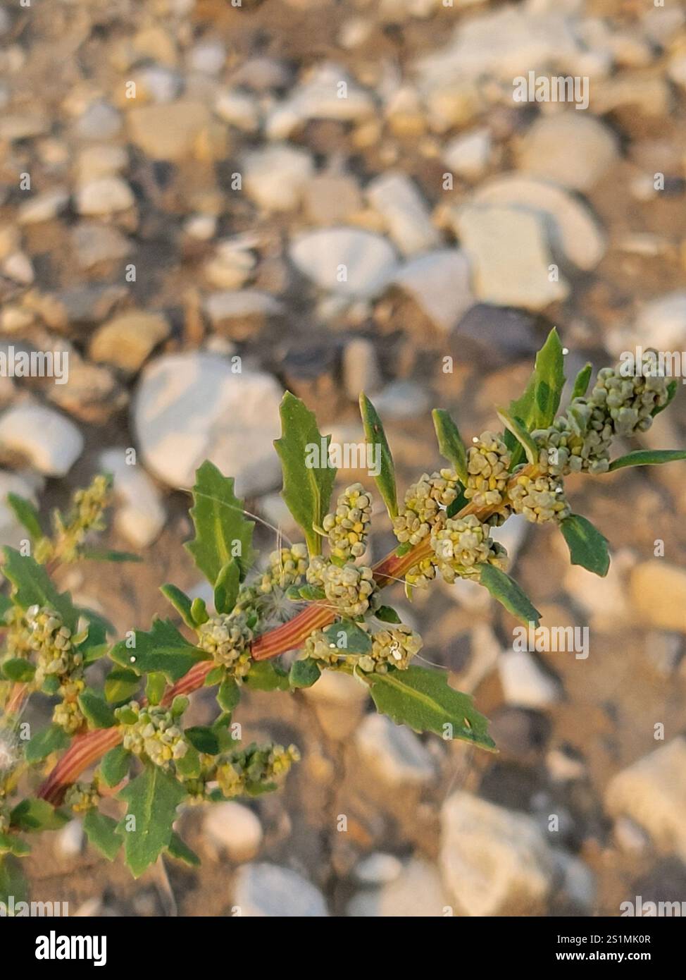 oak-leaved goosefoot (Oxybasis glauca Stock Photo - Alamy