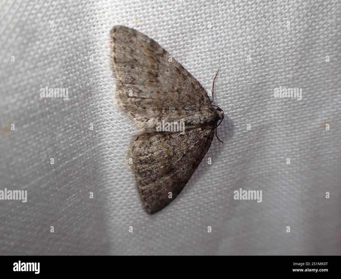 Pearsall's Carpet Moth (Venusia pearsalli Stock Photo - Alamy