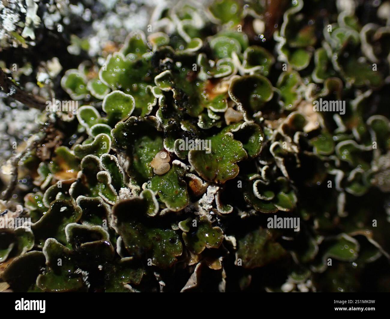 scale lichens and allies (Psoraceae Stock Photo - Alamy