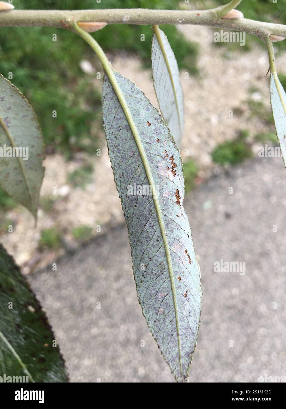hybrid crack willow (Salix × fragilis Stock Photo - Alamy