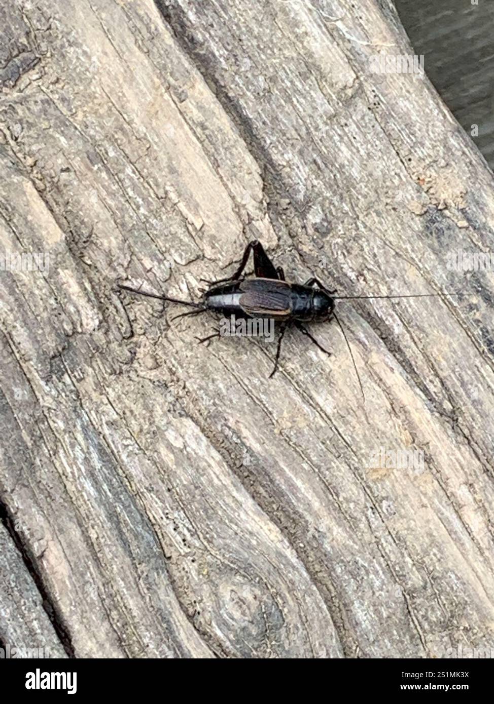 Fall Field Cricket (Gryllus pennsylvanicus Stock Photo - Alamy