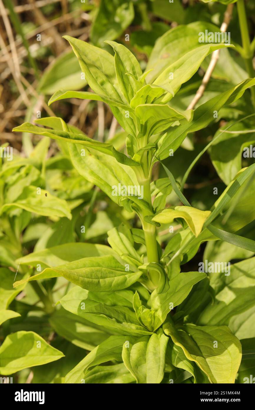 Catenata hi-res stock photography and images - Alamy