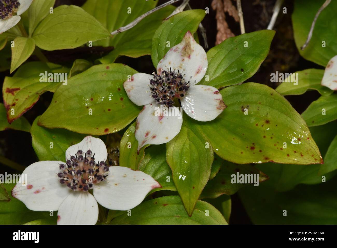 Western Bunchberry (Cornus unalaschkensis Stock Photo - Alamy