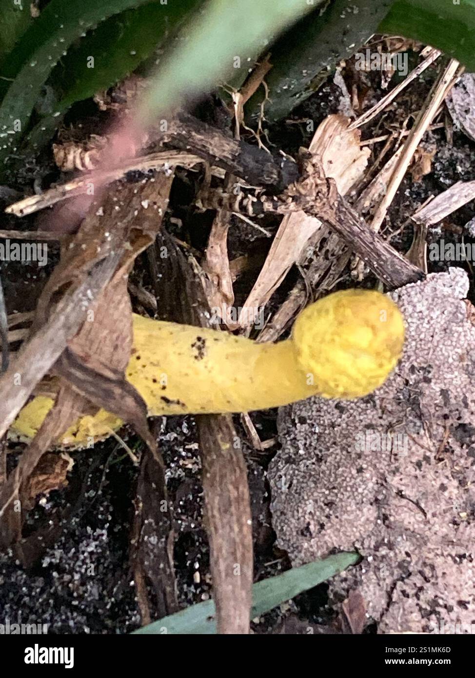 flowerpot parasol (Leucocoprinus birnbaumii Stock Photo - Alamy