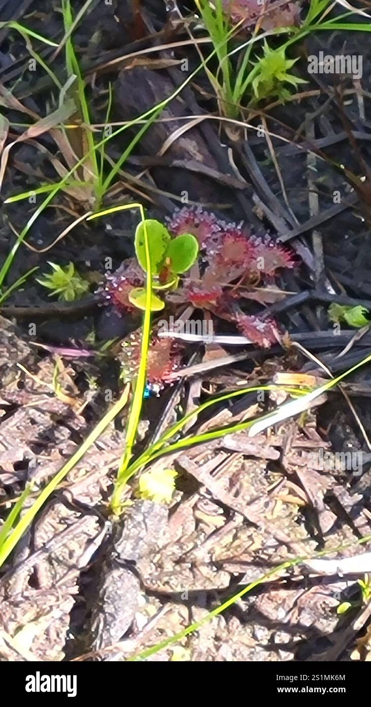 Pink Sundew (Drosera capillaris Stock Photo - Alamy