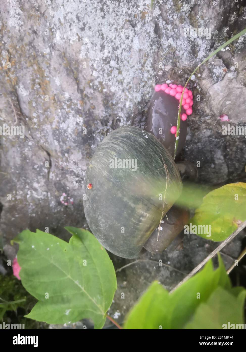 Common Apple Snails (Pomacea Stock Photo - Alamy