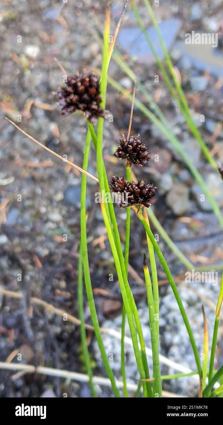 dagger rush (Juncus ensifolius Stock Photo - Alamy