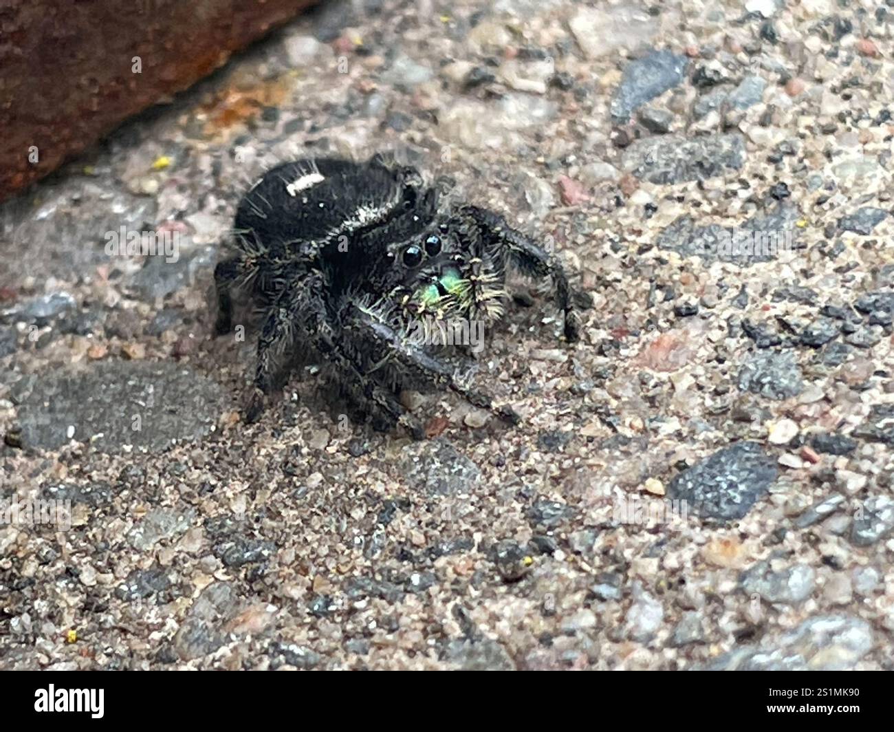 Bold Jumping Spider (Phidippus audax Stock Photo - Alamy
