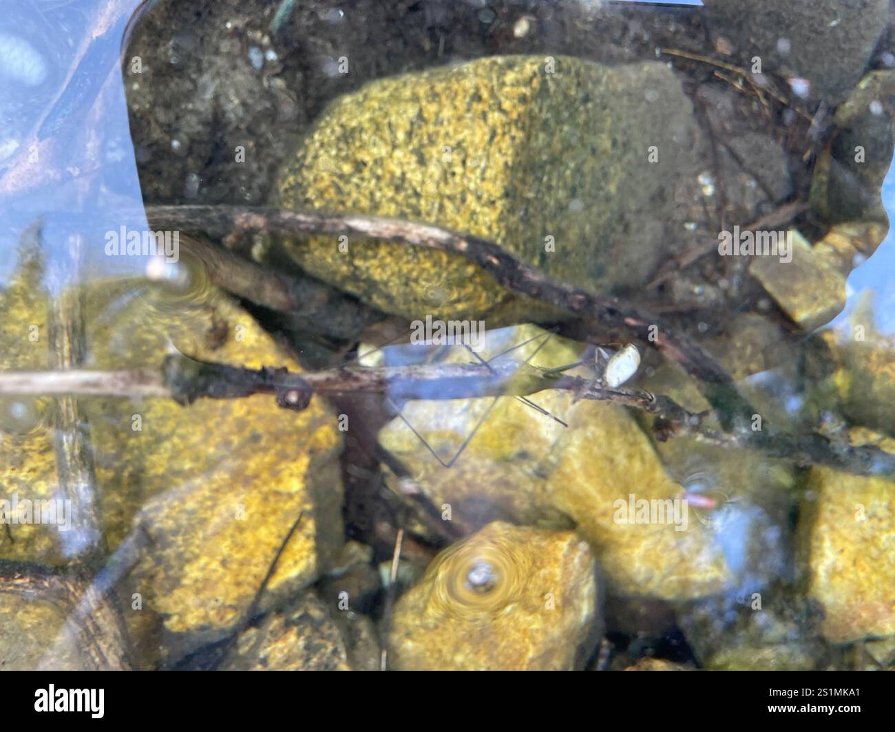 Brown Waterscorpion (Ranatra fusca Stock Photo - Alamy