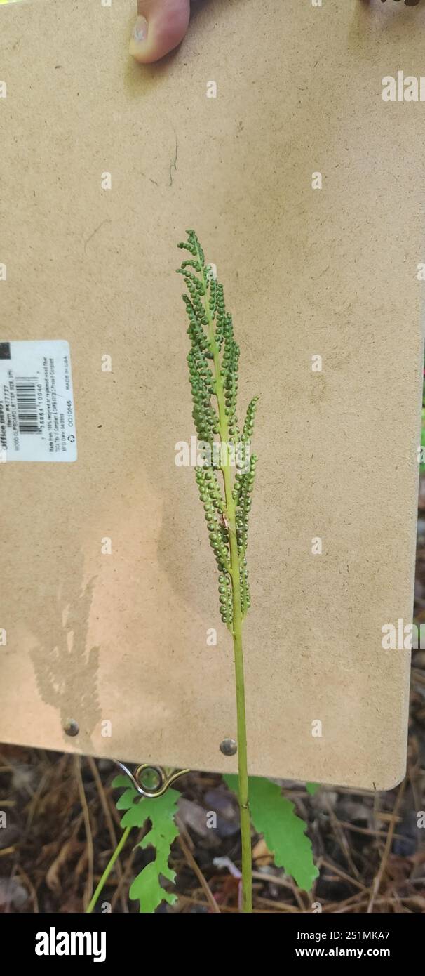sensitive fern (Onoclea sensibilis Stock Photo - Alamy
