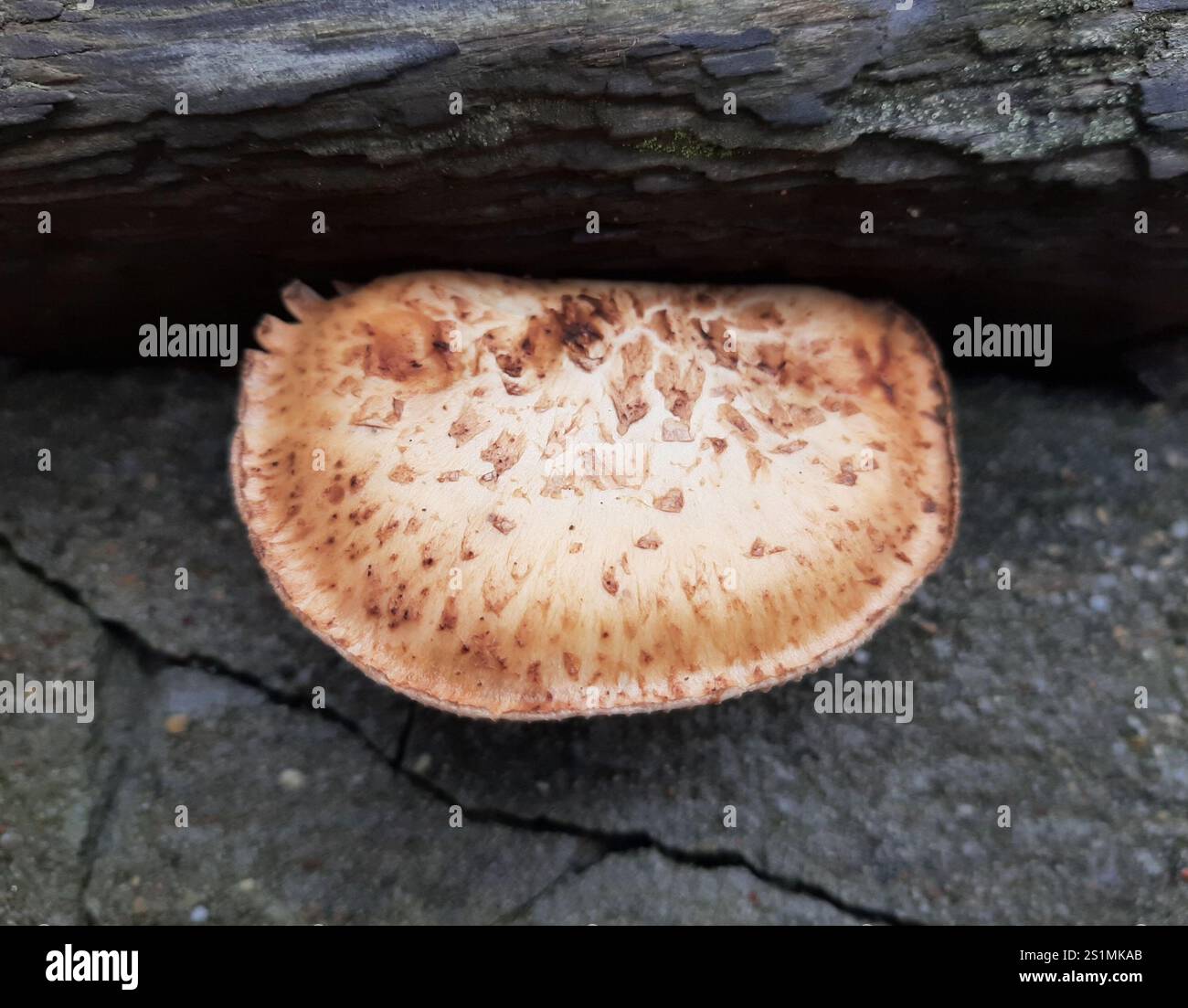 Trainwrecker (Neolentinus lepideus Stock Photo - Alamy