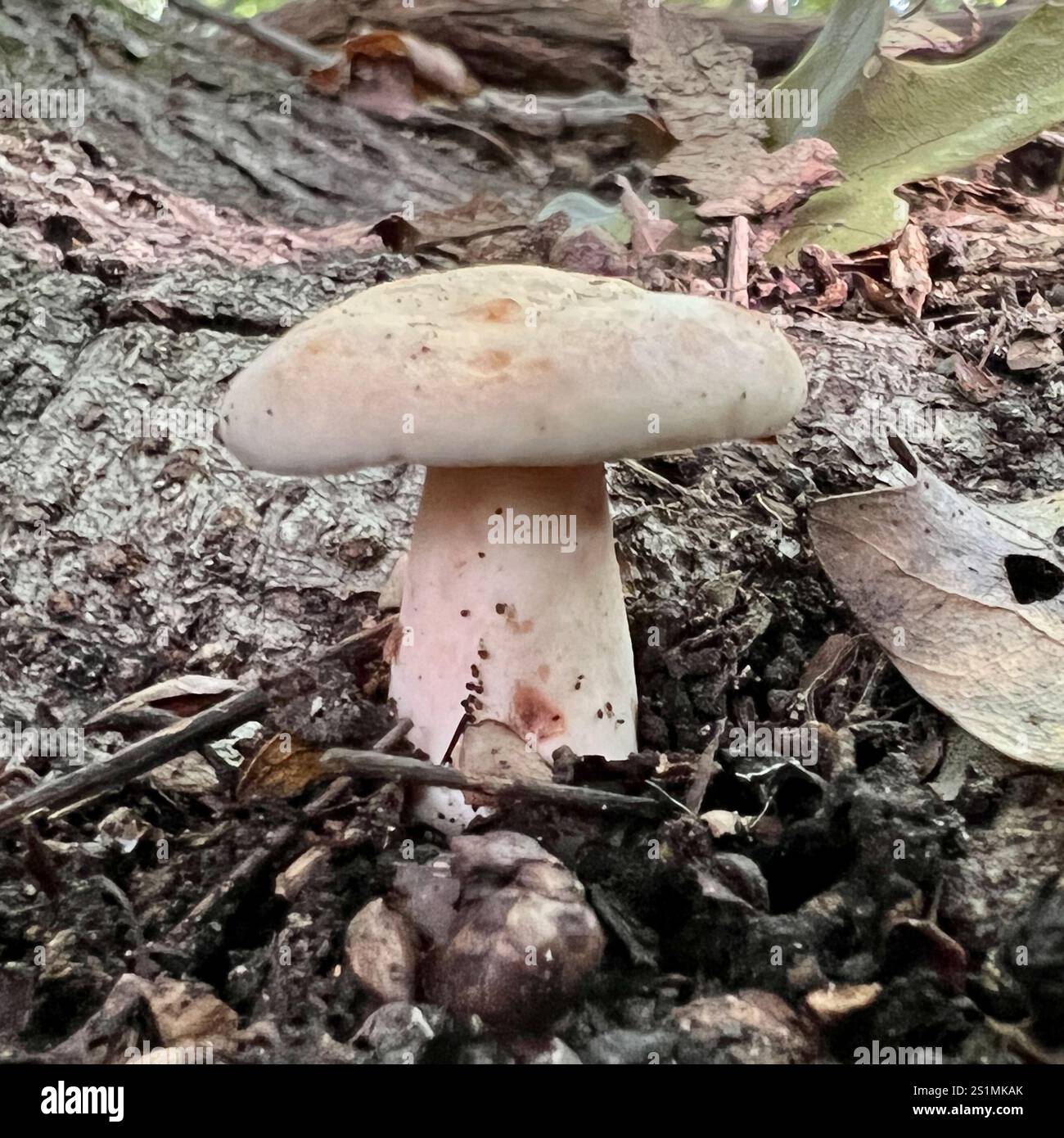 Yellowdrop Milkcap (Lactarius chrysorrheus Stock Photo - Alamy