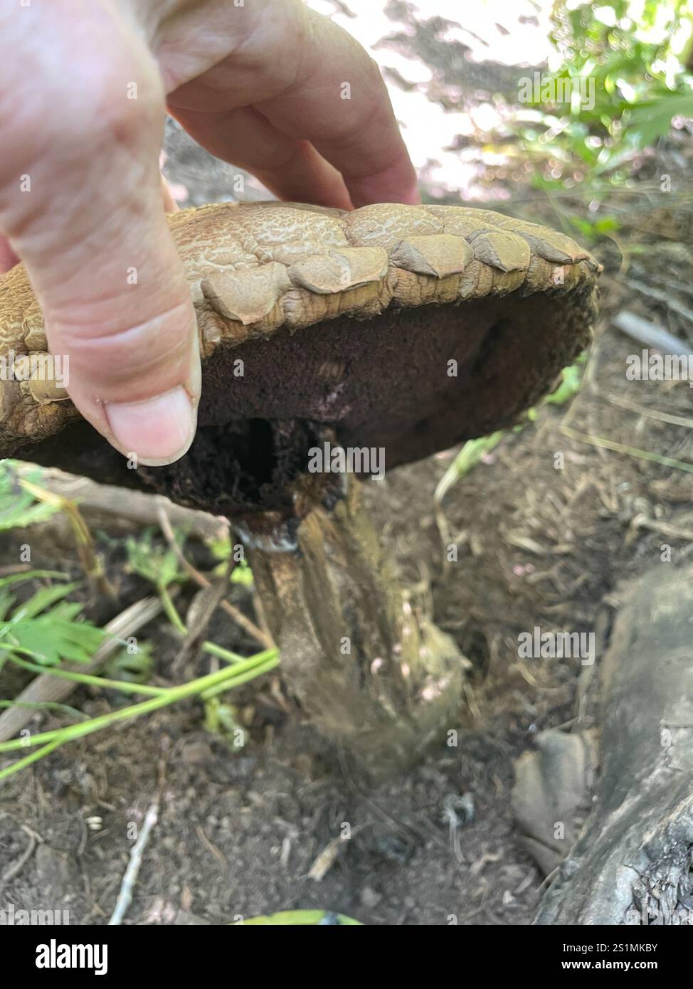 aspen bolete (Leccinum insigne Stock Photo - Alamy