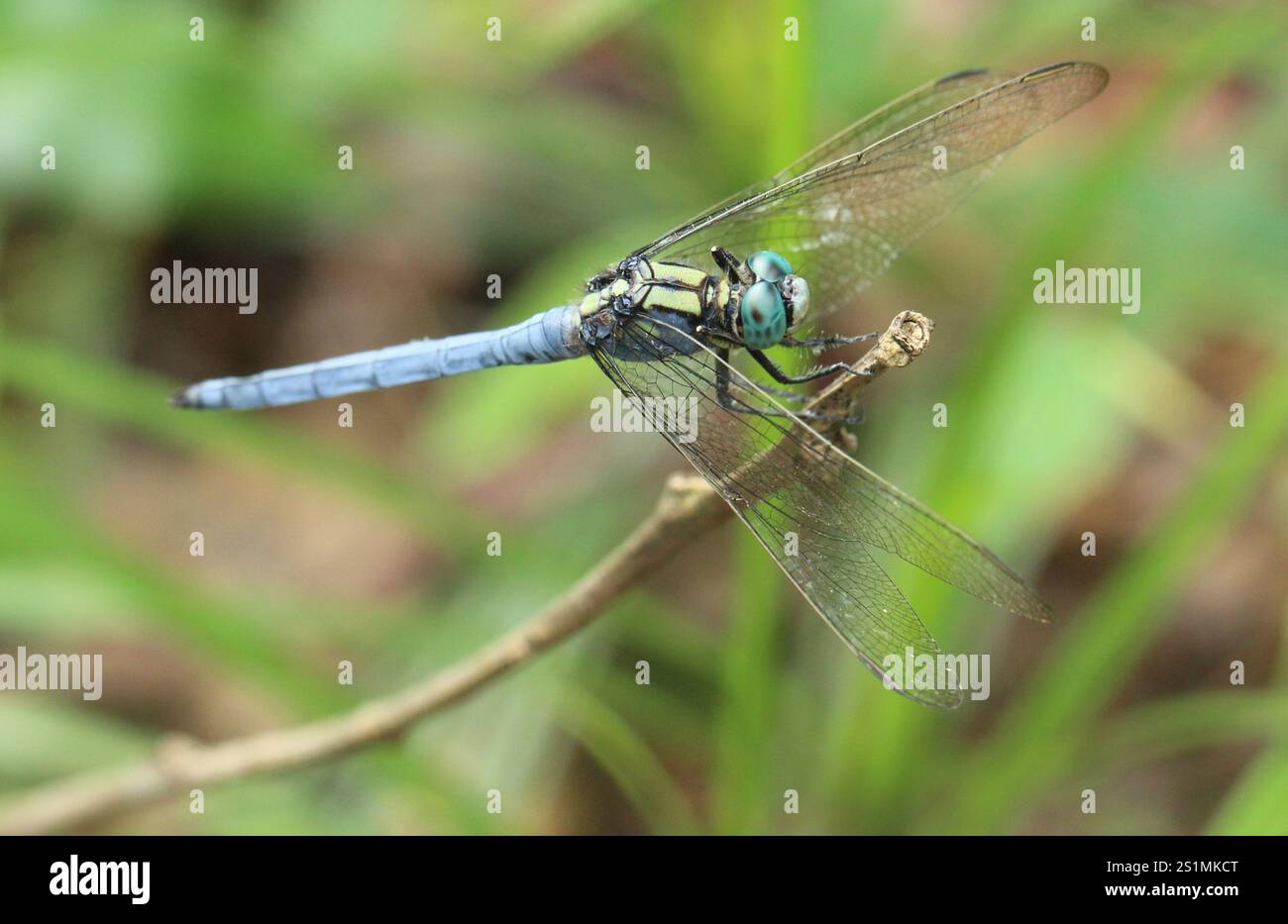 Slender Blue Skimmer (Orthetrum luzonicum Stock Photo - Alamy