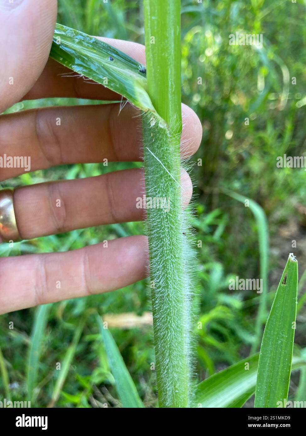 Walter's barnyard grass (Echinochloa walteri Stock Photo - Alamy