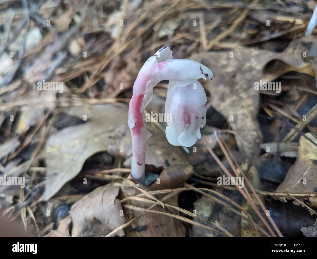 Ghost Pipe (Monotropa uniflora Stock Photo - Alamy