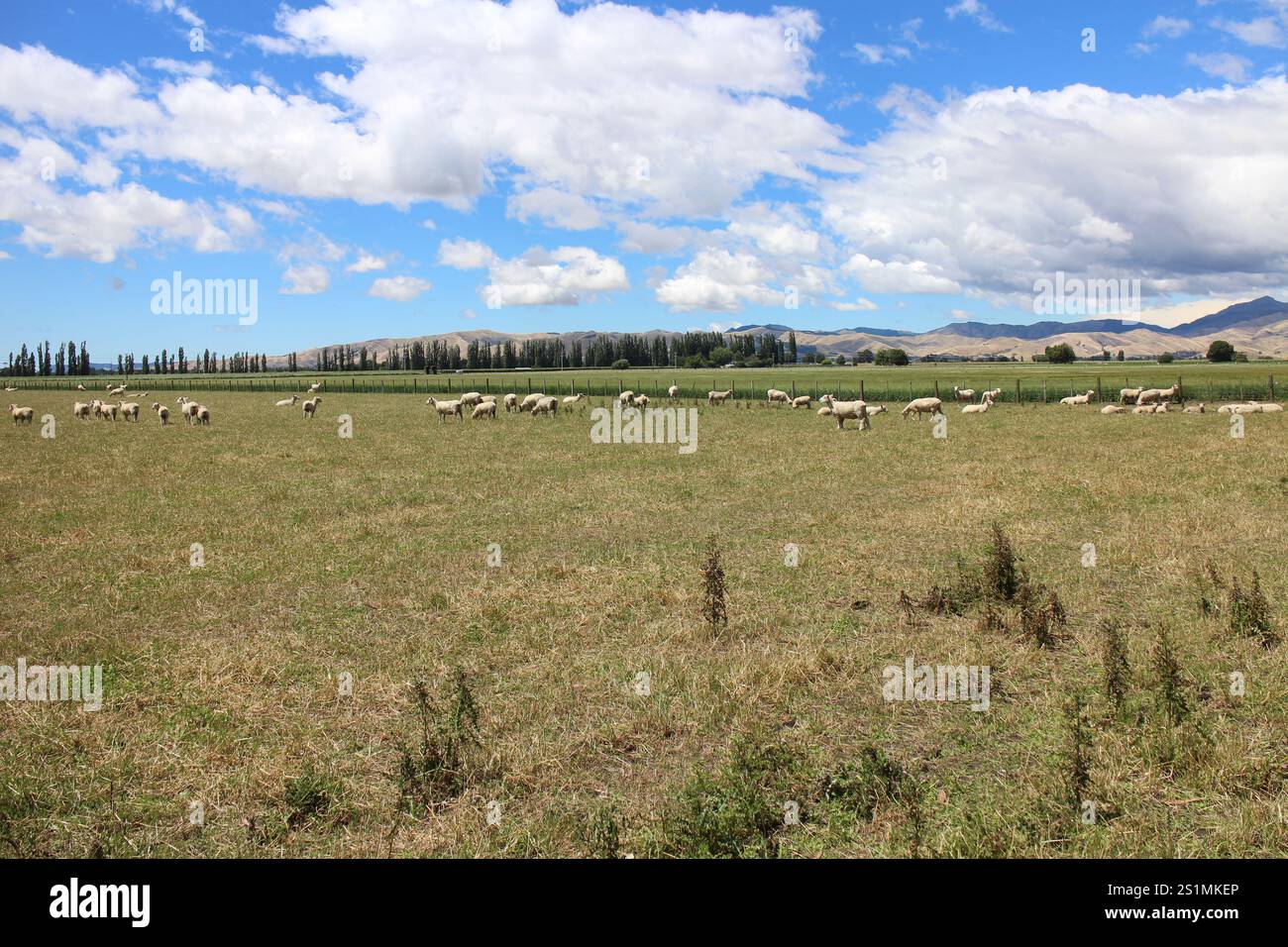 Sheep ranch in Blenheim, New Zealand Stock Photo - Alamy