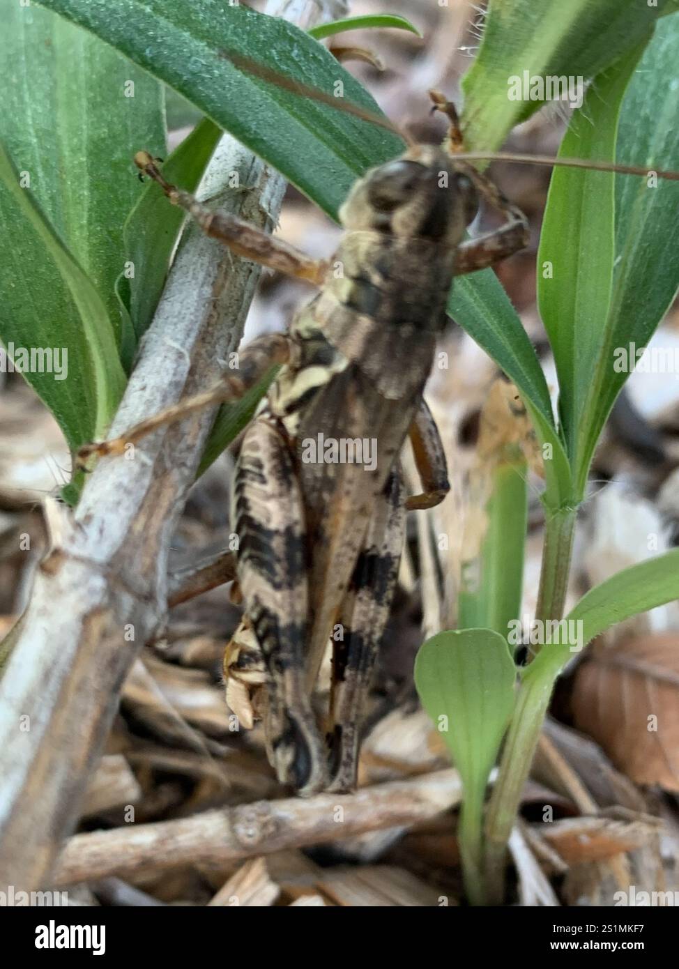 Ponderous Spur-throat Grasshopper (Melanoplus ponderosus Stock Photo ...