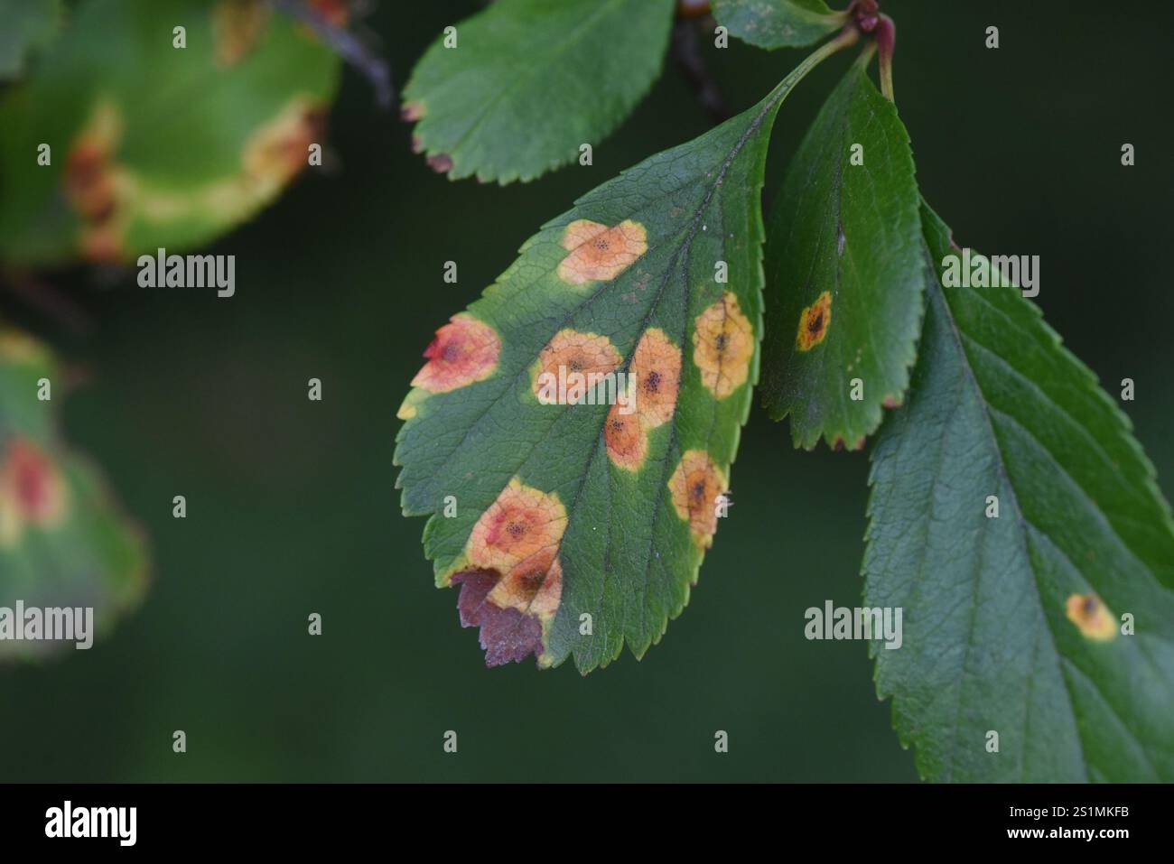 Cedar-Hawthorn Rust (Gymnosporangium globosum Stock Photo - Alamy